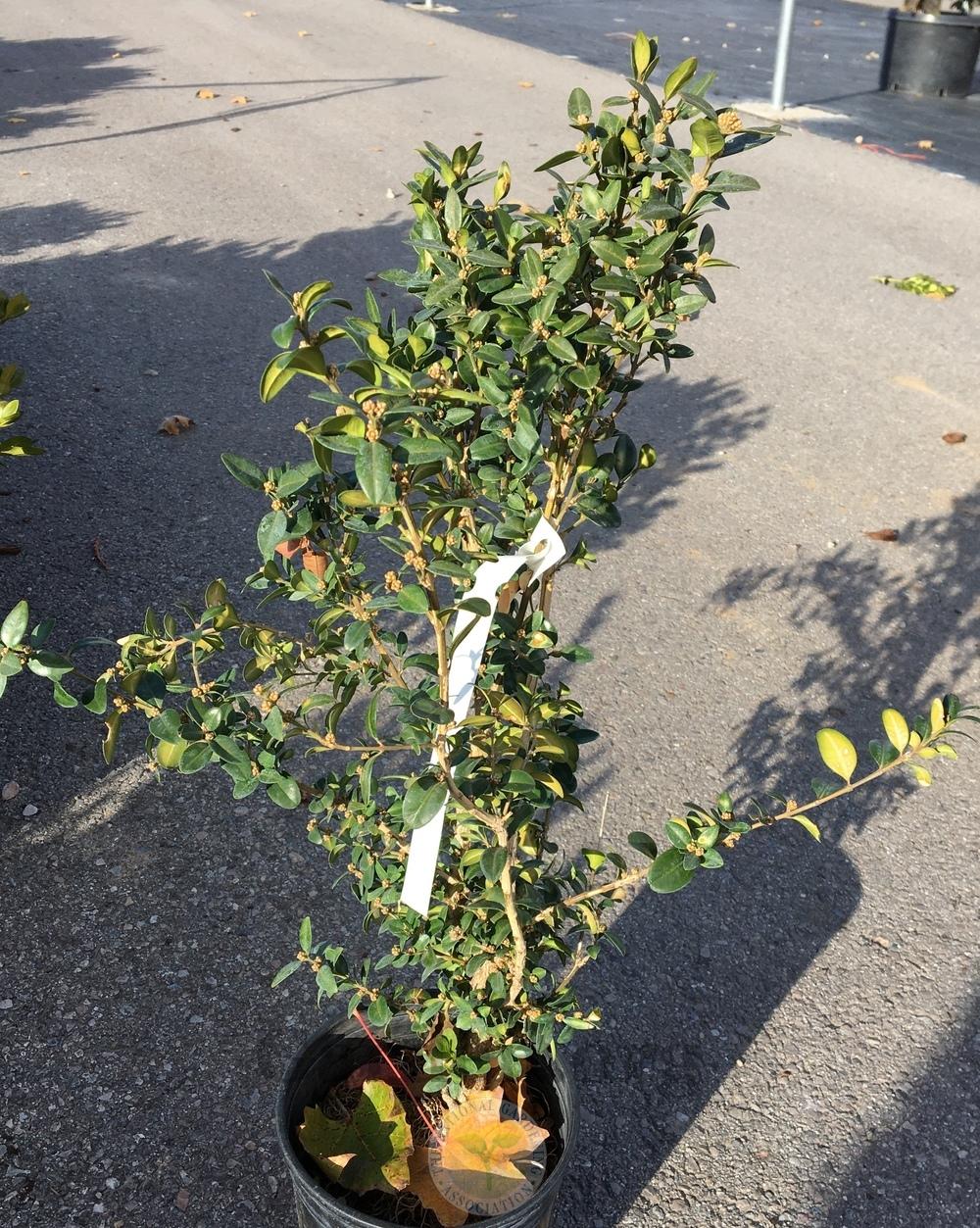 Photo of the seedling or young plant of Common Boxwood (Buxus ...