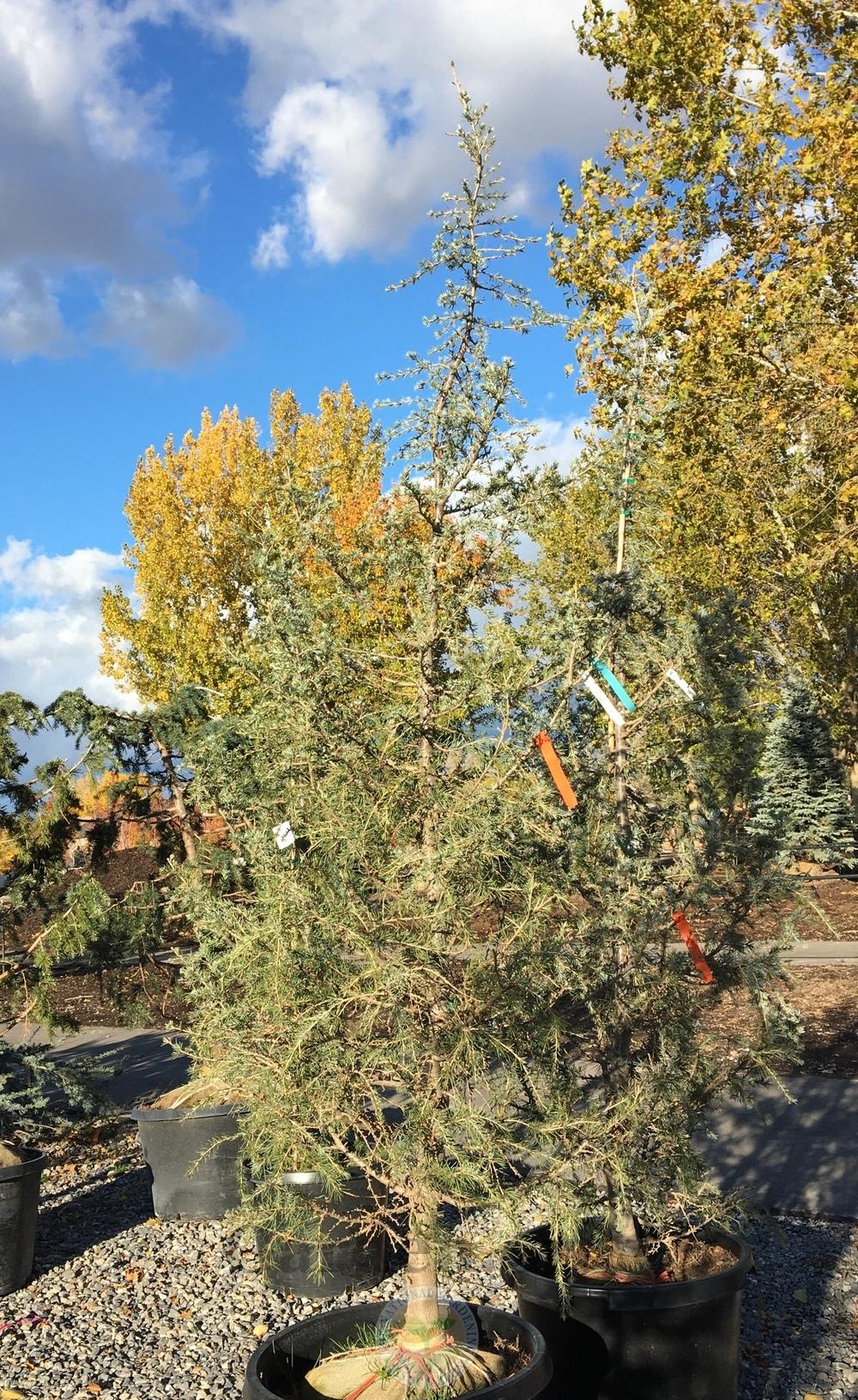 Cedrus deodara 'Sander’s Blue' - Garden.org