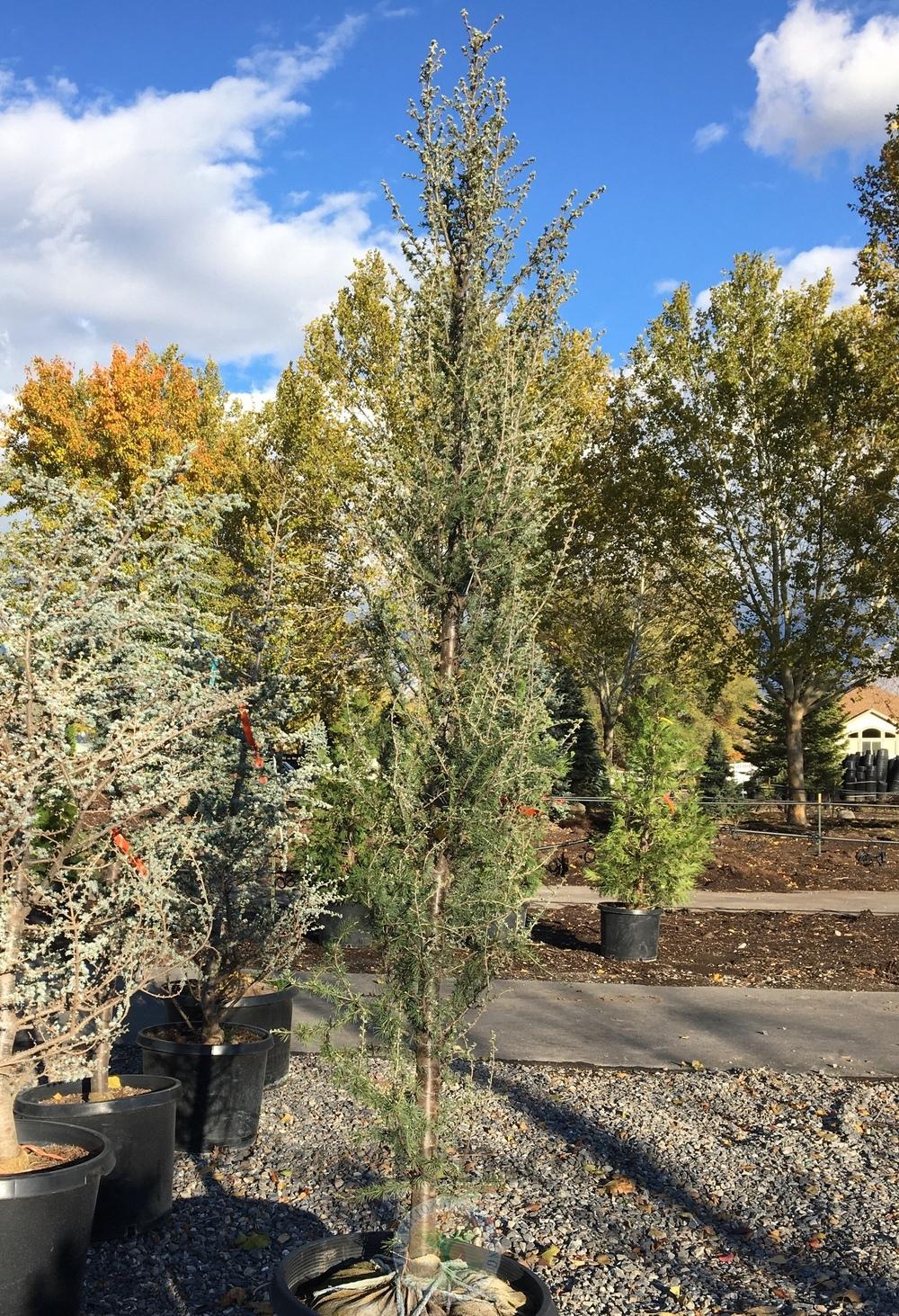 Photo of the seedling or young plant of Atlas Cedar (Cedrus atlantica ...
