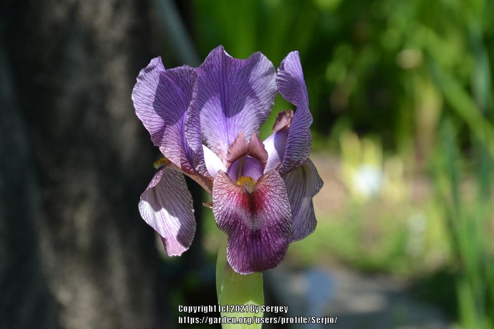 Aril Iris (Iris 'Werckmeister's Beauty') in the Irises Database ...