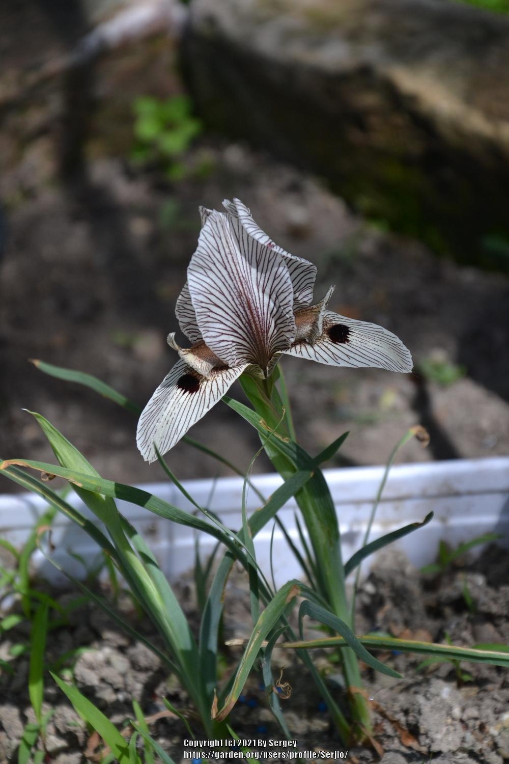 Photo of the bloom of Species Iris (Iris acutiloba subsp. lineolata ...