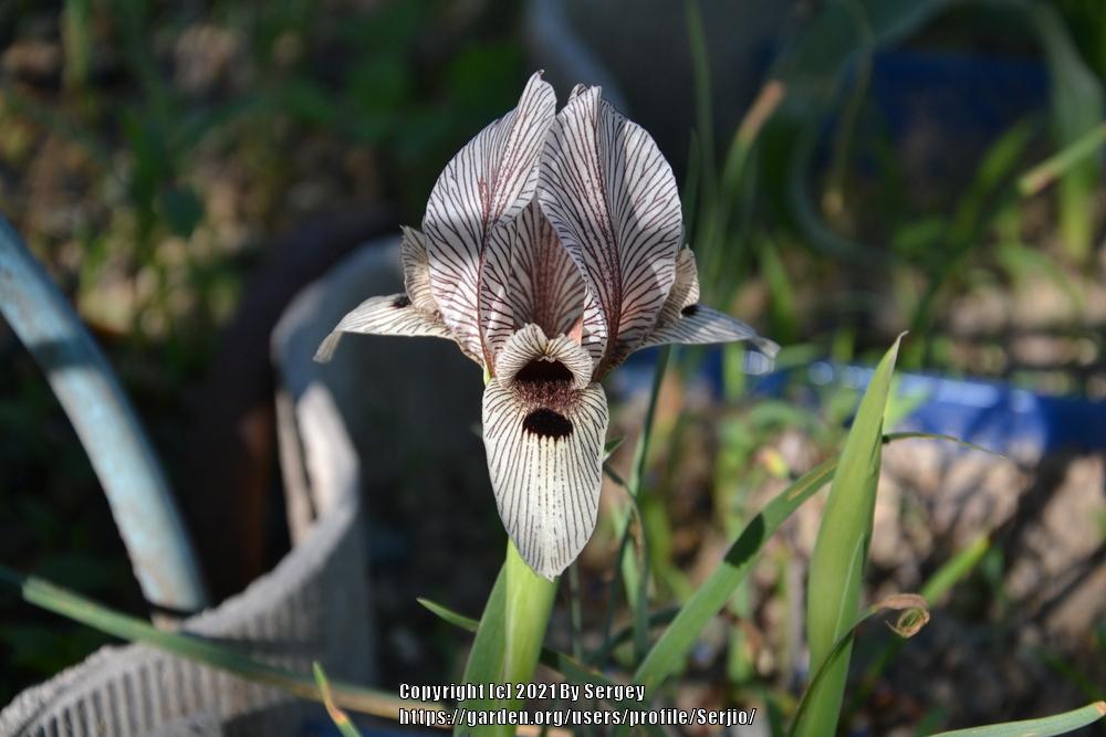 Species Iris (Iris acutiloba subsp. lineolata) in the Irises Database ...