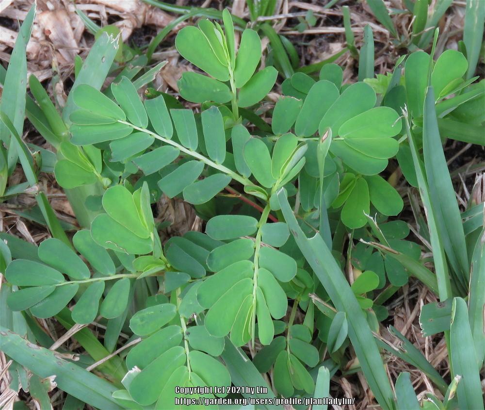 Photo of the entire plant of Phyllanthus posted by plantladylin ...