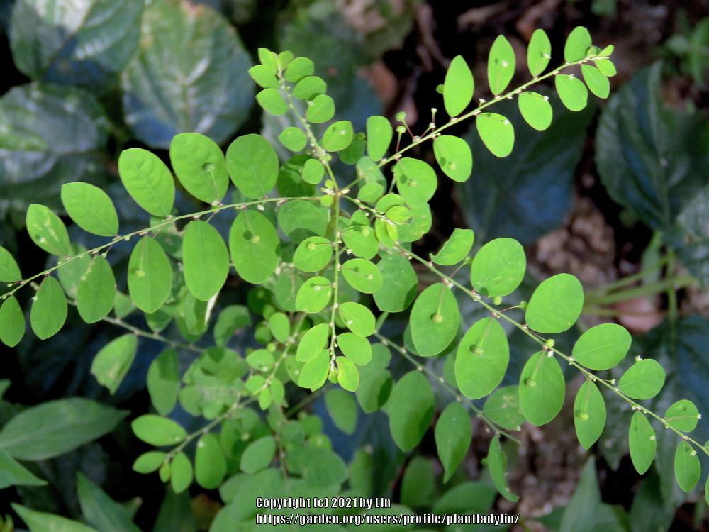Phyllanthus - Garden.org