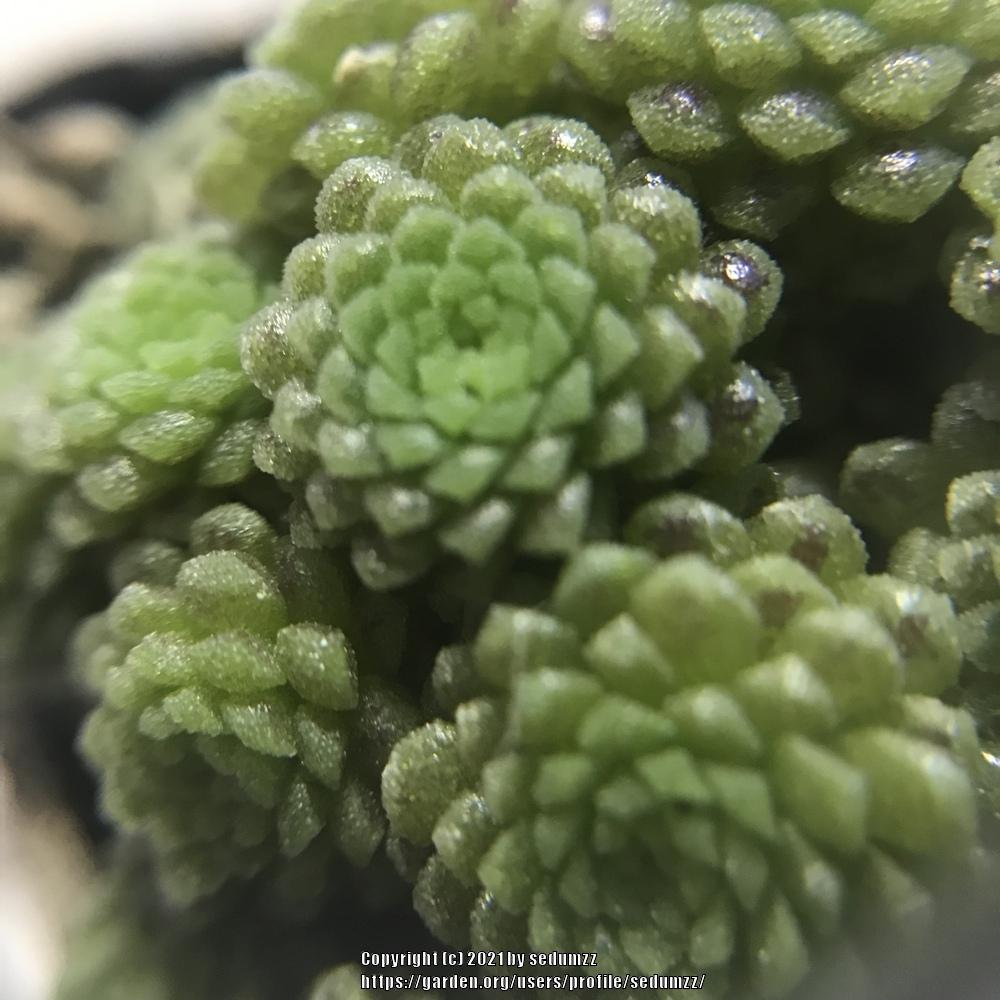 Photo of the entire plant of Monanthes (Monanthes polyphylla) posted by ...