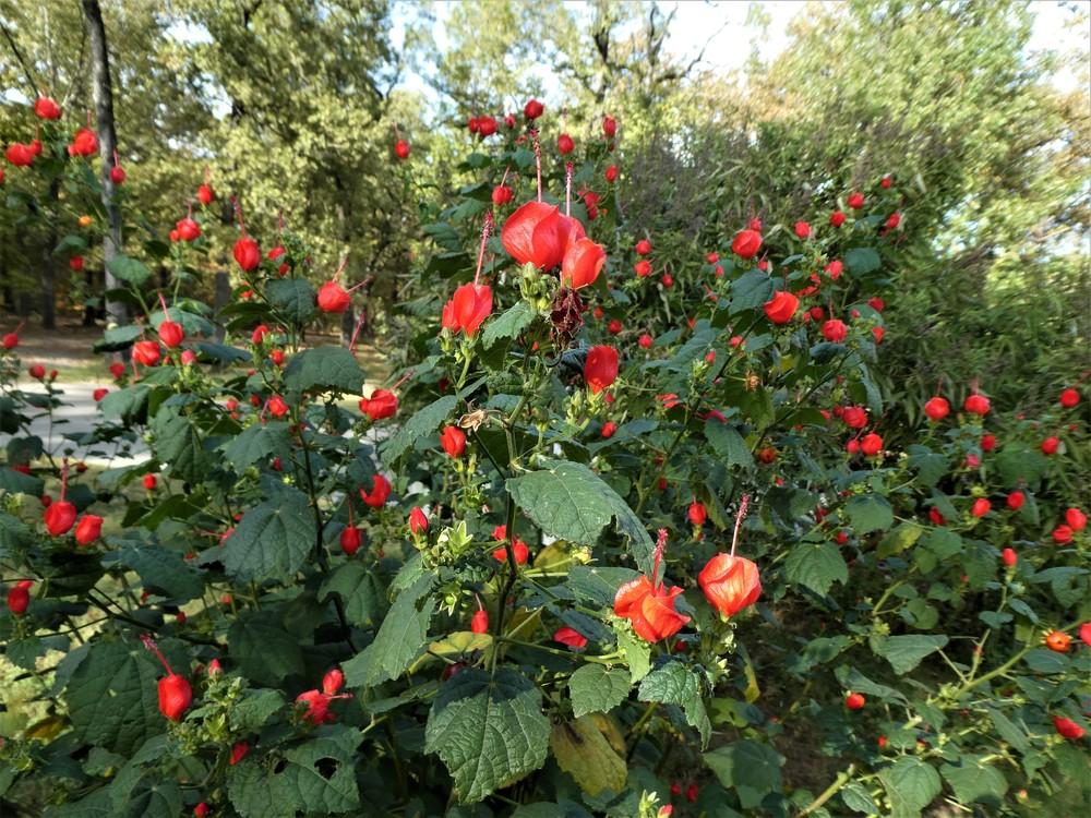 Photo of the entire plant of Turk's Cap (Malvaviscus arboreus) posted by wildflowers - Garden.org