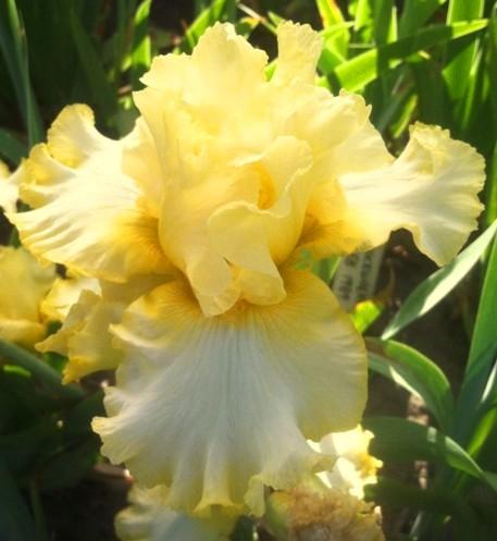 Photo of the bloom of Tall Bearded Iris (Iris 'Rachel Drumm') posted by ...