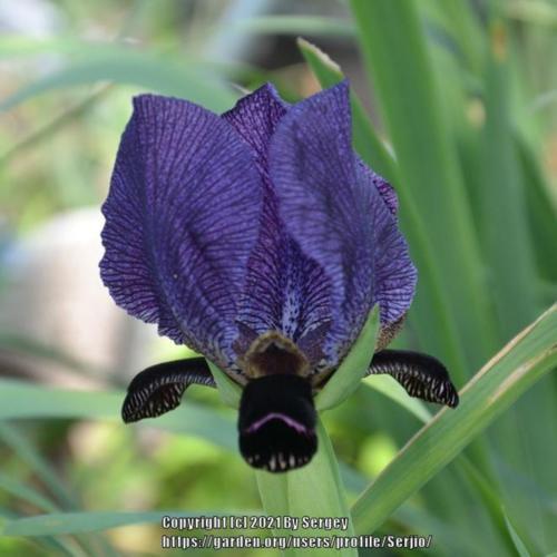 Species Iris (Iris paradoxa) in the Irises Database - Garden.org