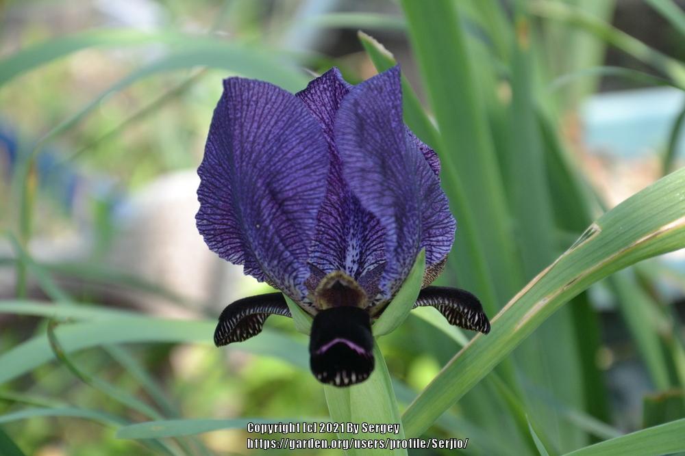 Species Iris (Iris paradoxa) in the Irises Database - Garden.org