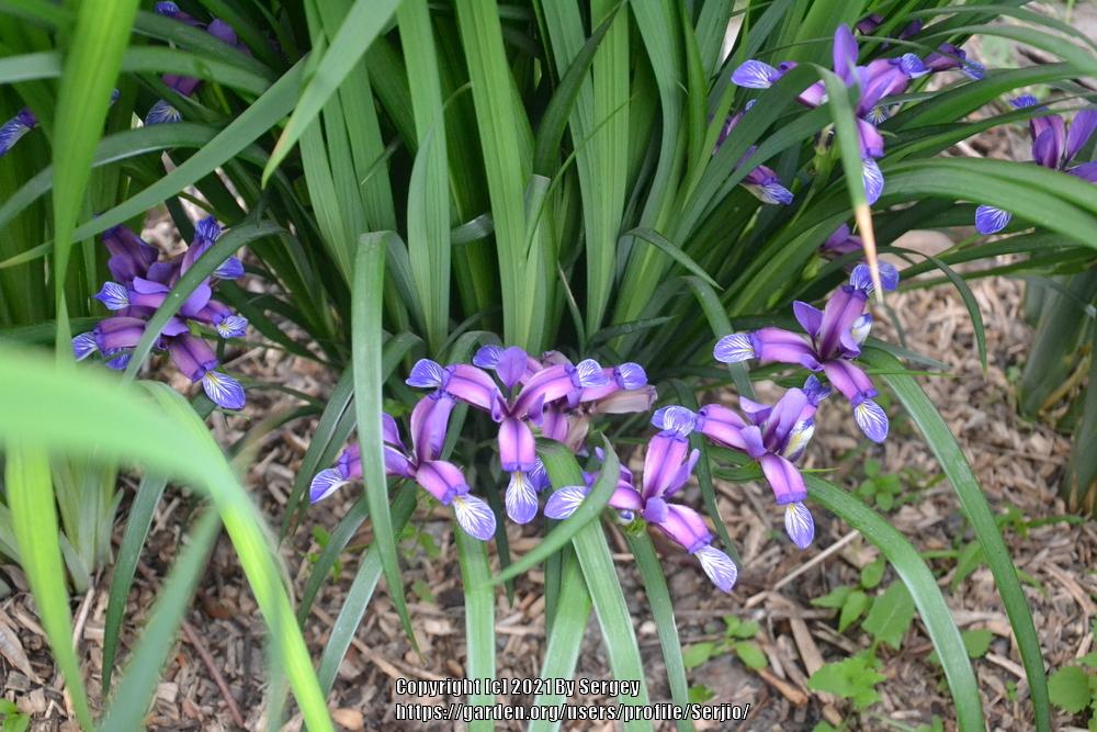 Species Iris (Iris graminea) in the Irises Database - Garden.org