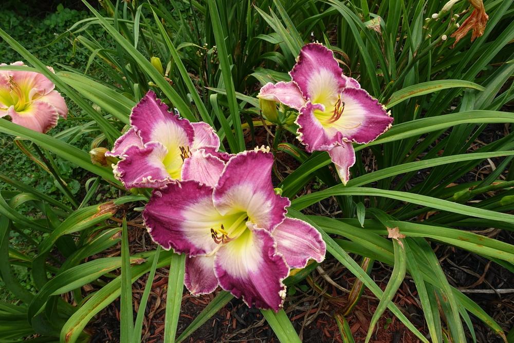 Photo of the bloom of Daylily (Hemerocallis 'Marian Cavanaugh') posted ...