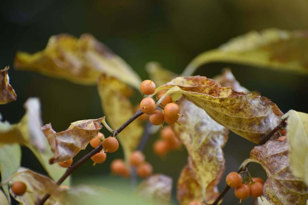 American Bittersweet (Celastrus scandens) - Garden.org
