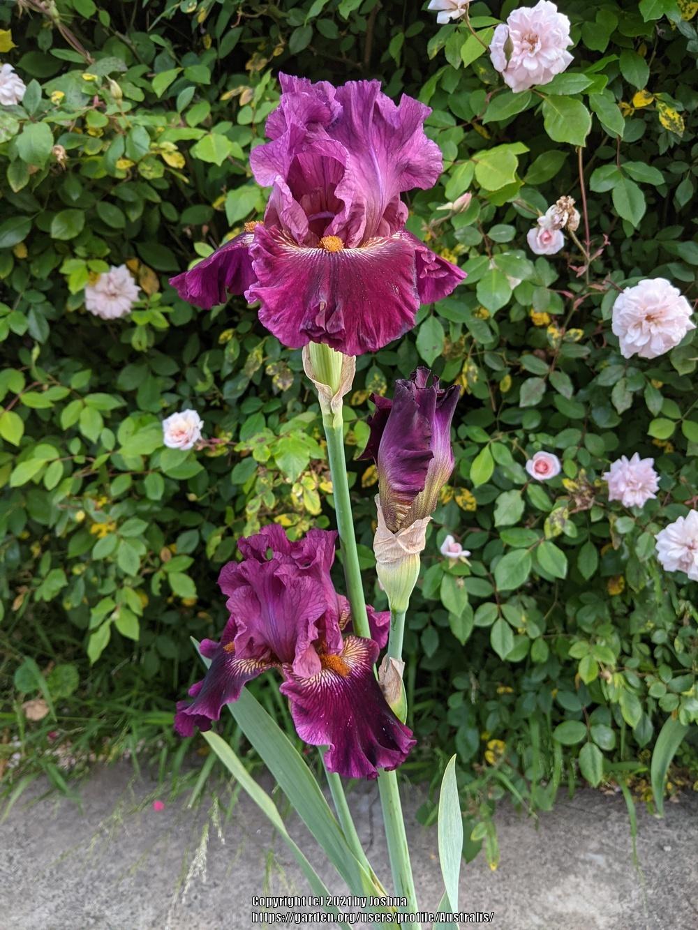 Garden.org Weekly Newsletter for November 6, 2021