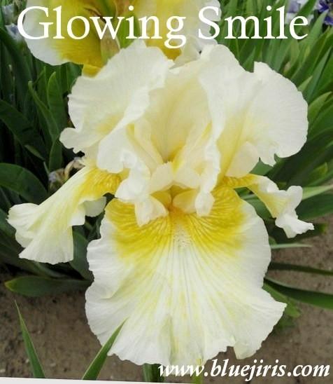 Photo of the bloom of Tall Bearded Iris (Iris 'Glowing Smile') posted ...