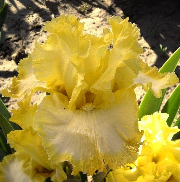 Photo of the bloom of Tall Bearded Iris (Iris 'Pioneer Woman') posted ...