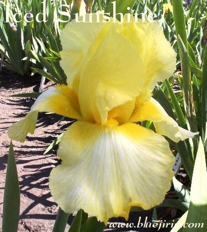 Tall Bearded Iris (Iris 'Iced Sunshine') in the Irises Database - Garden.org