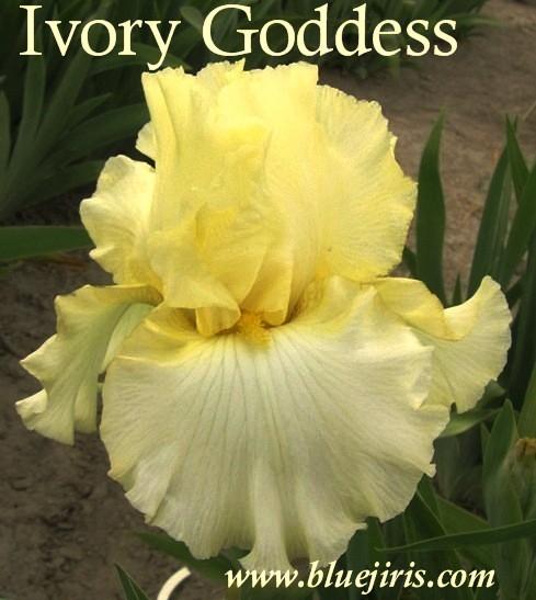 Tall Bearded Iris (Iris 'Ivory Goddess') in the Irises Database ...