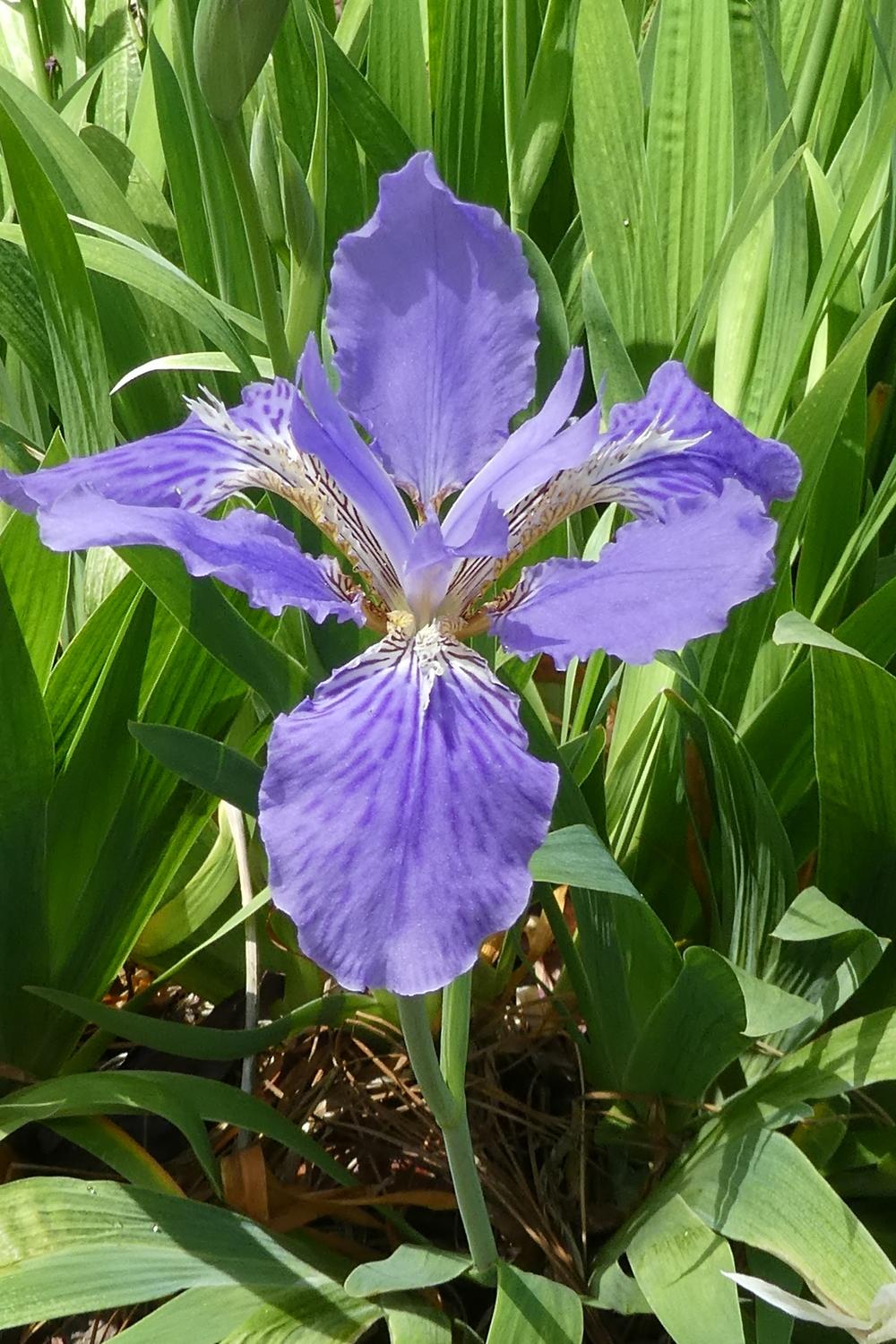 Photo of the bloom of Species Iris (Iris tectorum) posted by LoriMT ...