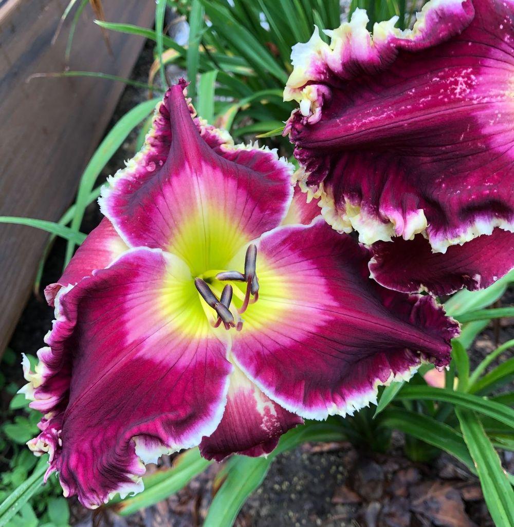 Photo of the bloom of Daylily (Hemerocallis 'Master and Bold Ruler') posted by twixanddud ...