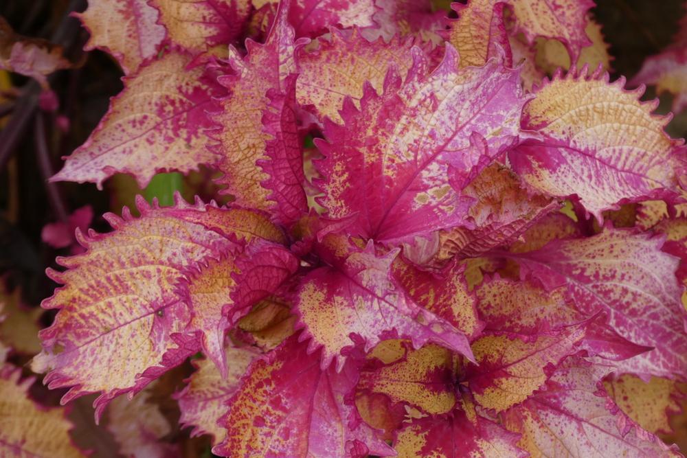 Photo of the leaves of Coleus (Coleus scutellarioides ChargedUp™ Henna) posted by LoriMT ...