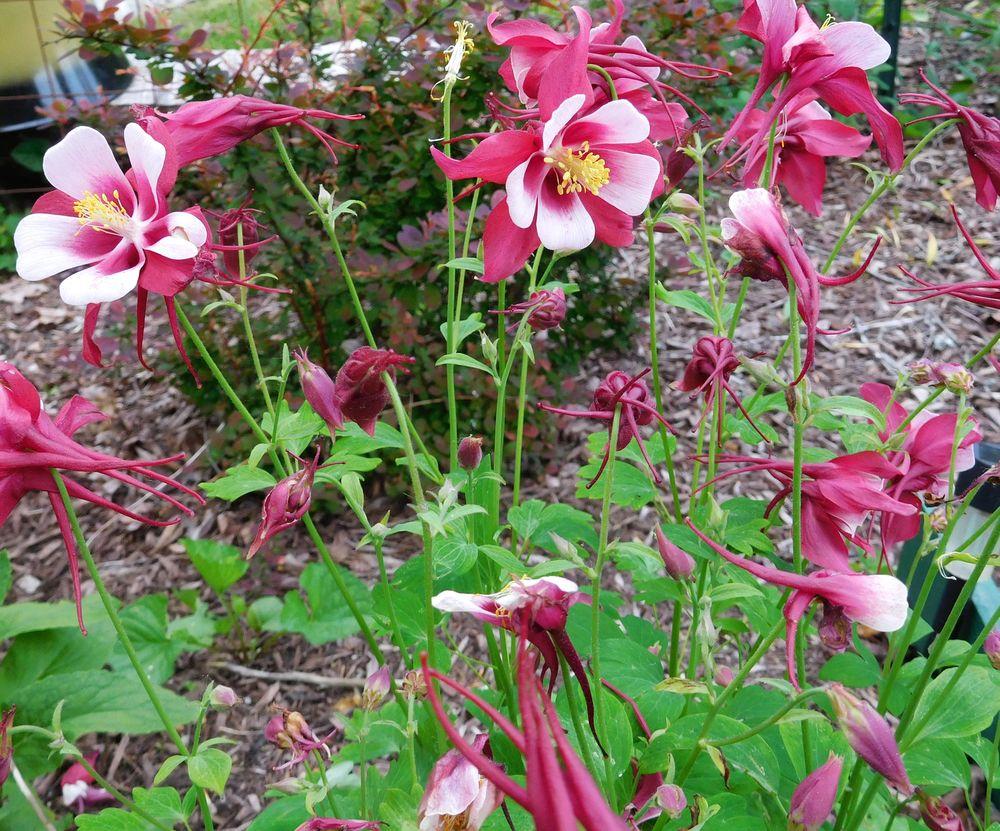 Photo of the closeup of buds, sepals and receptacles of Columbine ...
