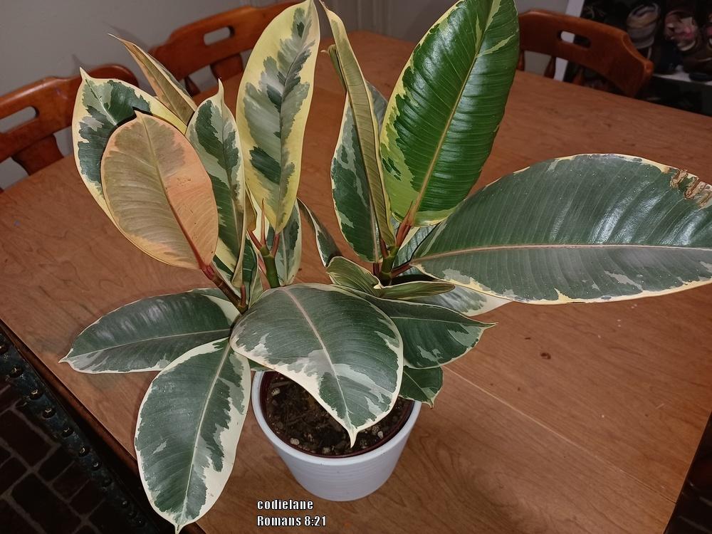 Rubber Tree (Ficus elastica 'Tineke') - Garden.org