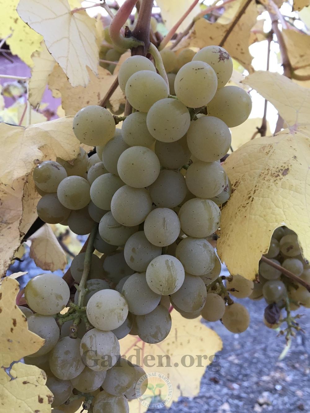 Photo of the fruit of Fox Grape (Vitis labrusca 'Niagara') posted by BlueOddish - Garden.org