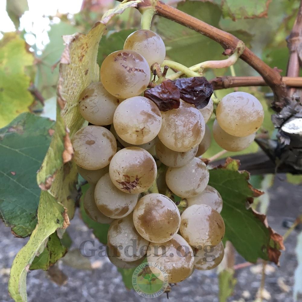 Photo of the fruit of Fox Grape (Vitis labrusca 'Niagara') posted by BlueOddish - Garden.org