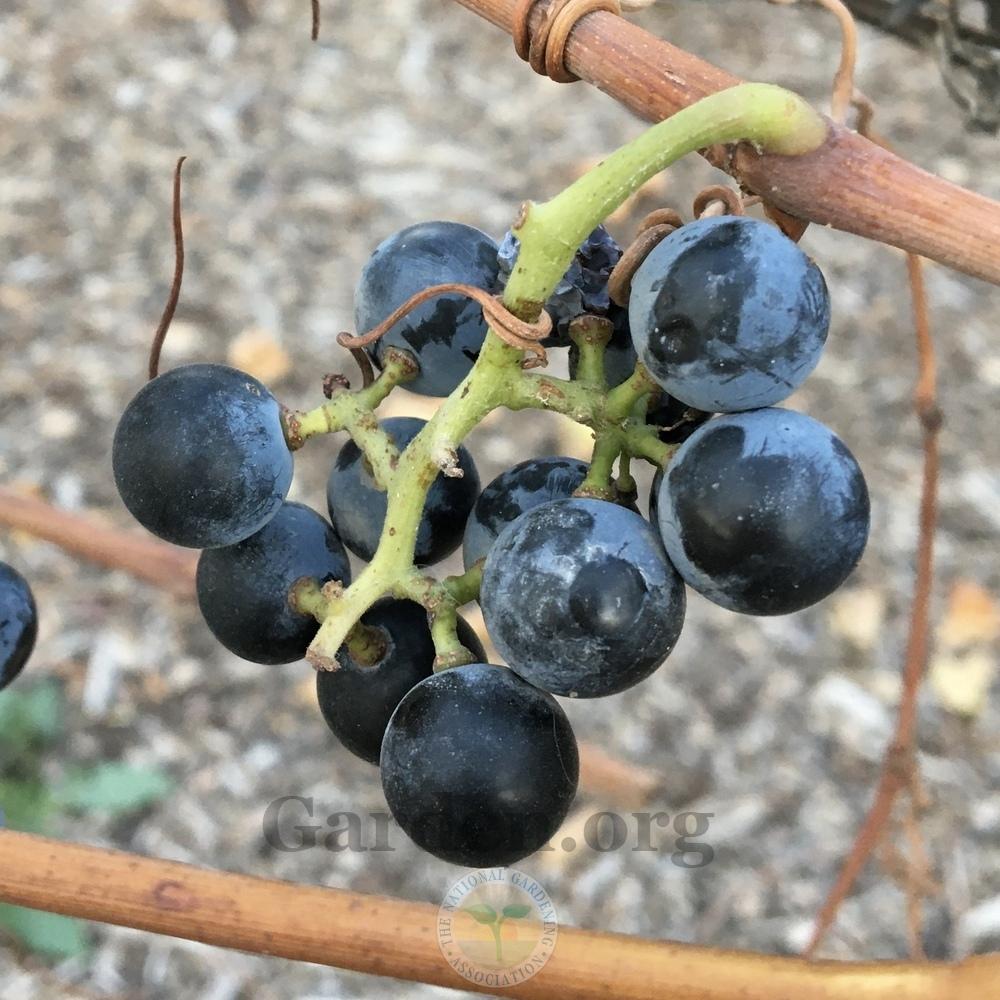 River-Bank Grape (Vitis riparia 'Beta') in the Grapes Database - Garden.org