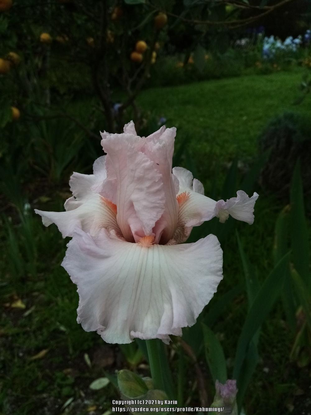Photo of the bloom of Tall Bearded Iris (Iris 'Girls' Favourite ...