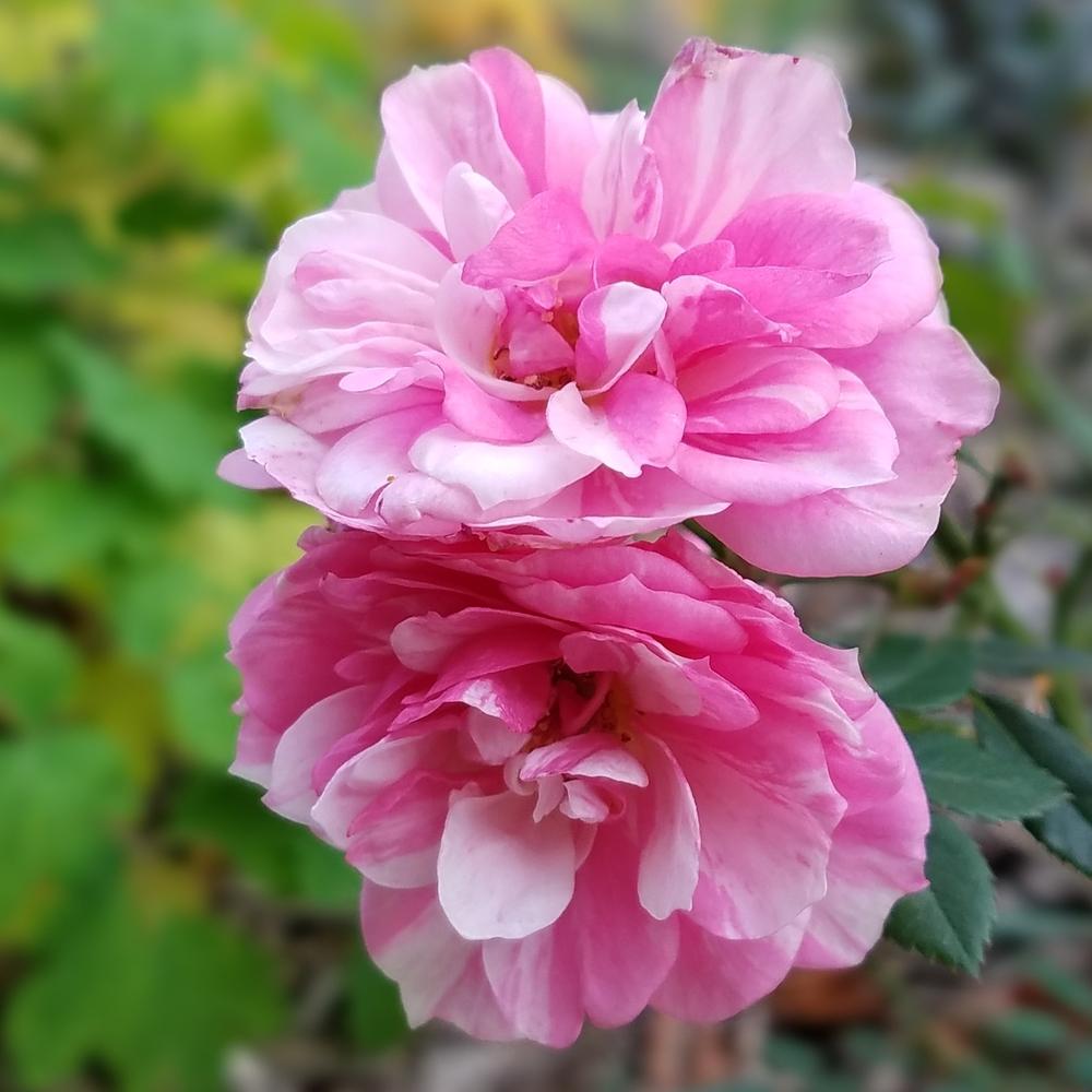 Rose (Rosa 'Chick-a-Dee') in the Roses Database - Garden.org