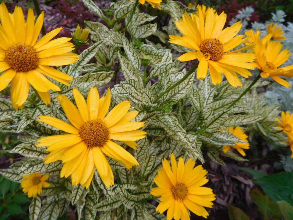 Photo of the leaves of False Sunflower (Heliopsis helianthoides ...