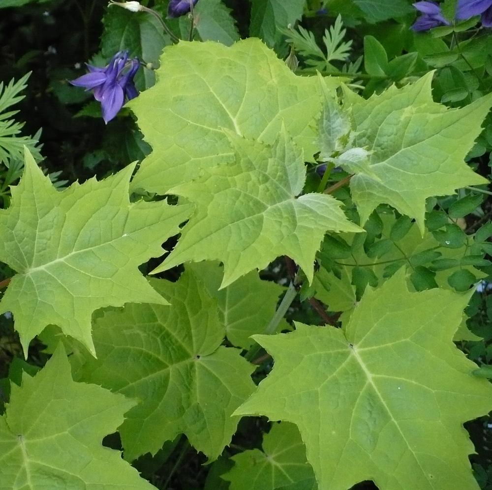 Photo of the leaves of Yellow Wax Bells (Kirengeshoma palmata) posted ...