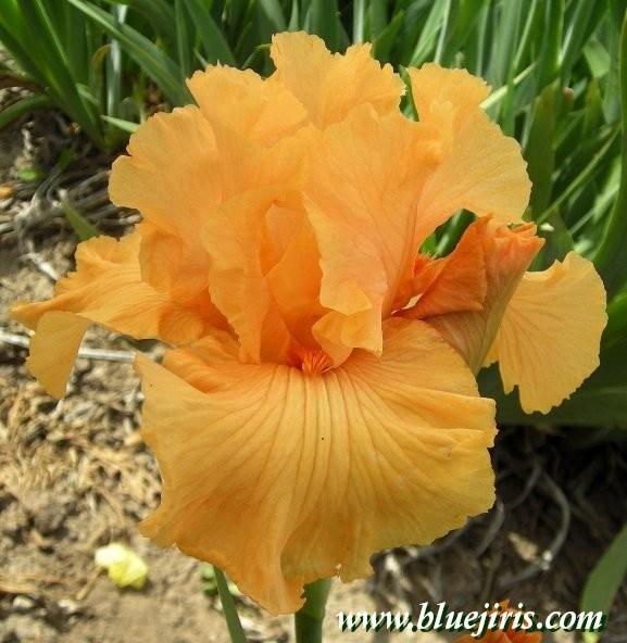 Photo of the bloom of Tall Bearded Iris (Iris 'Oktoberfest') posted by ...