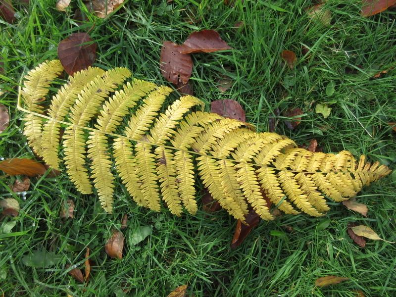 What species of ferns are these? in the Plant ID forum - Garden.org