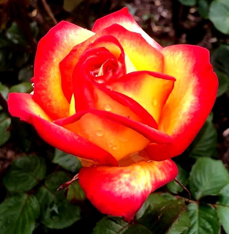 Photo of the bloom of Rose (Rosa 'Perfect Moment') posted by gwhizz ...