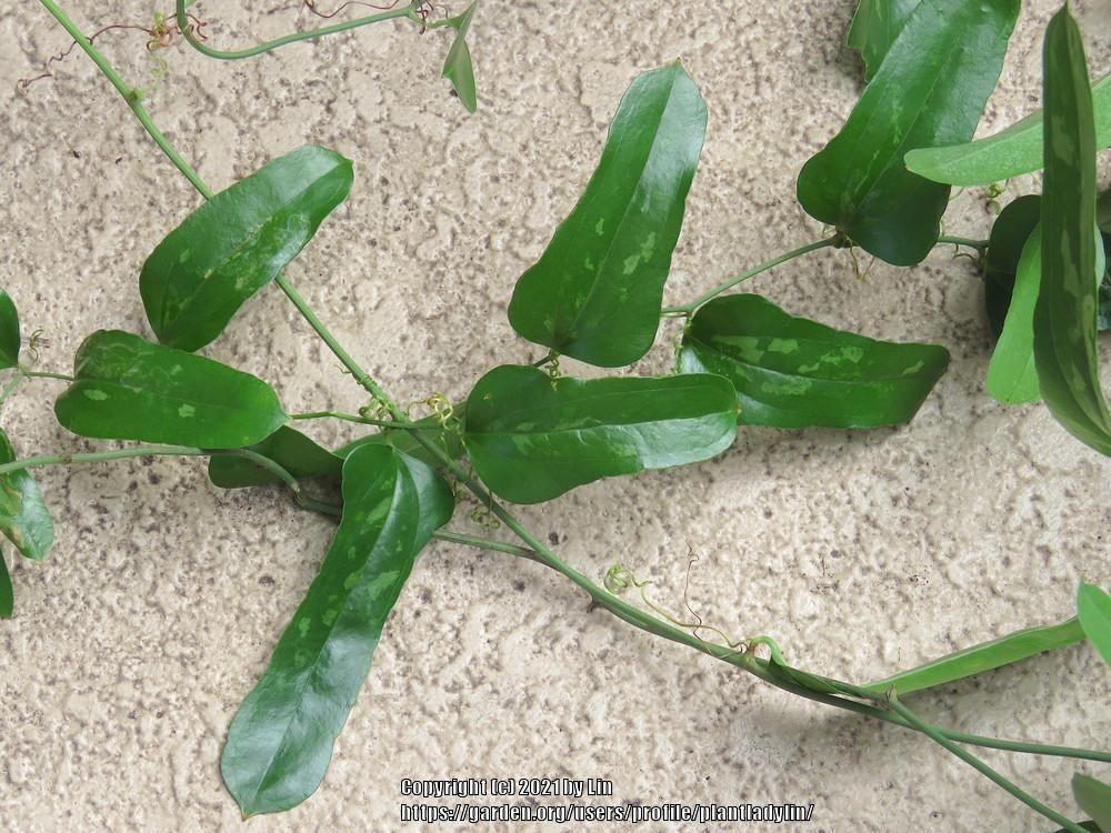 Photo of the leaves of Catbrier (Smilax) posted by plantladylin ...
