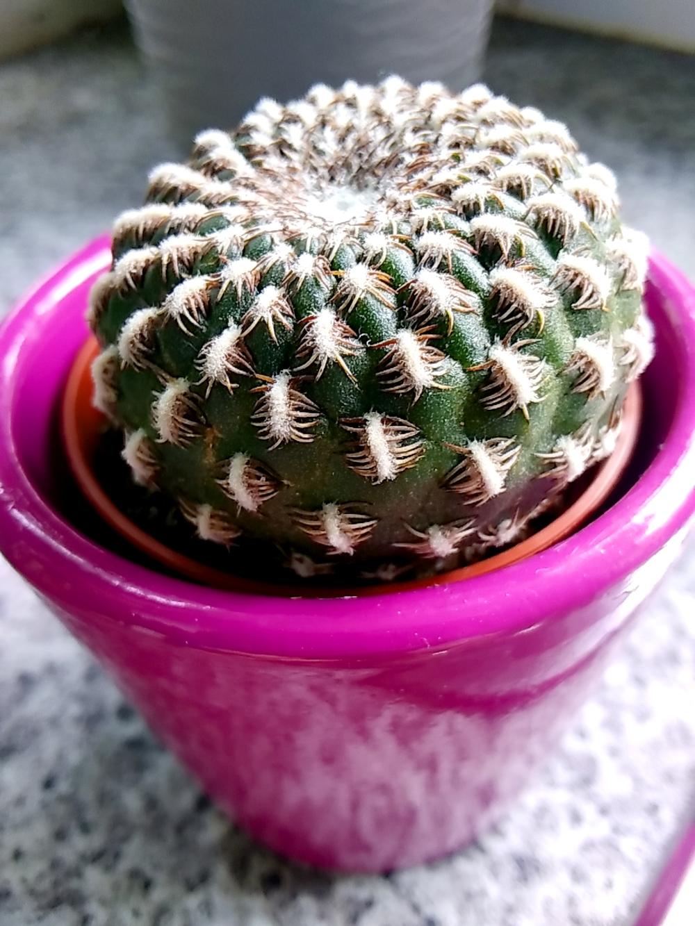 Photo of the entire plant of Arenaceous Crown Cactus (Weingartia ...