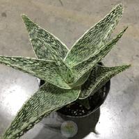 Photo of the entire plant of Aloe 'Delta Rose' posted by Djinnrickey ...