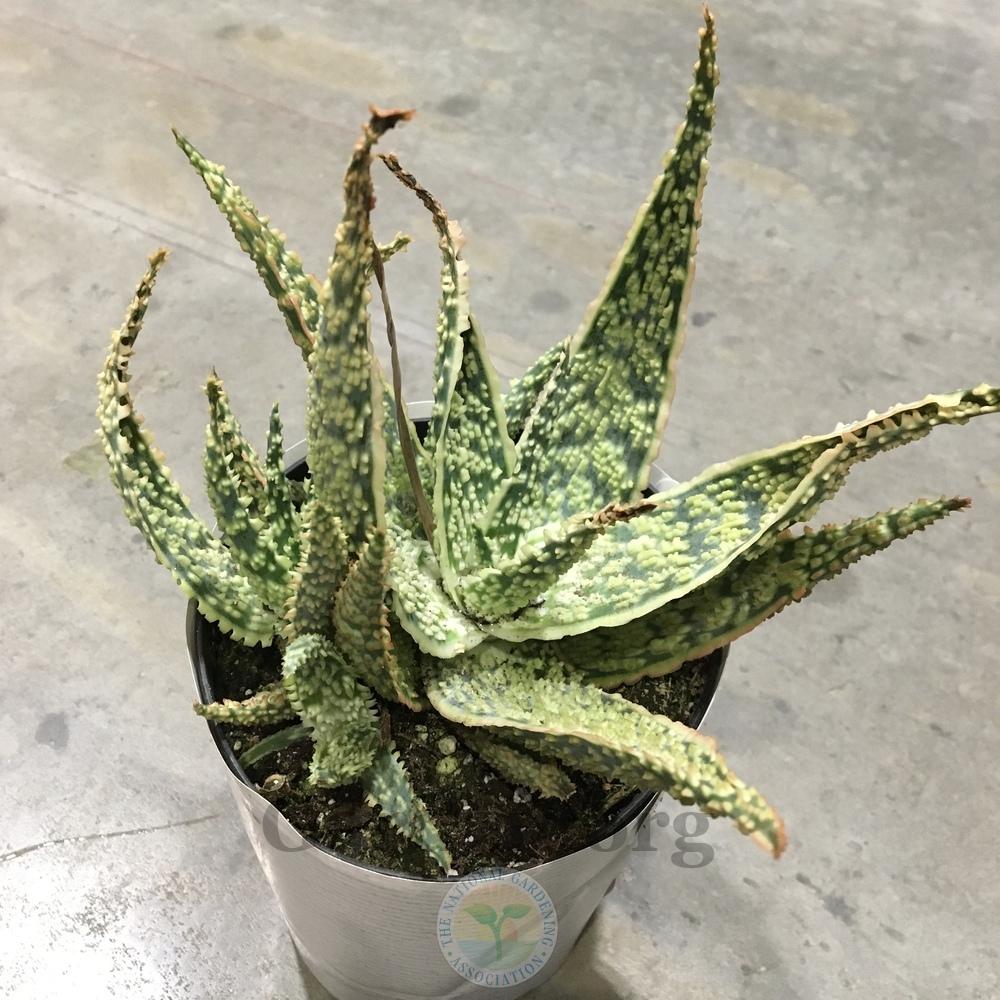 Photo of the seedling or young plant of Aloe 'Crimson Dragon' posted by ...