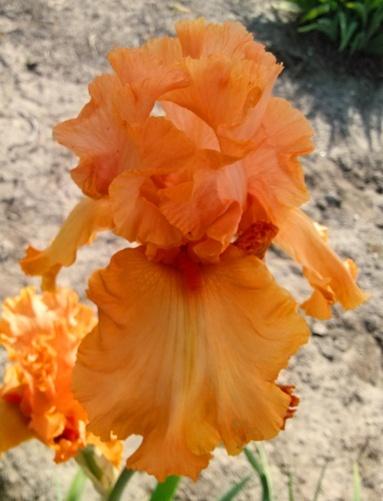 Photo of the bloom of Tall Bearded Iris (Iris 'Autumn Riesling') posted ...