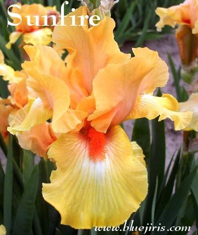 Tall Bearded Iris (Iris 'Sun Fire') in the Irises Database - Garden.org