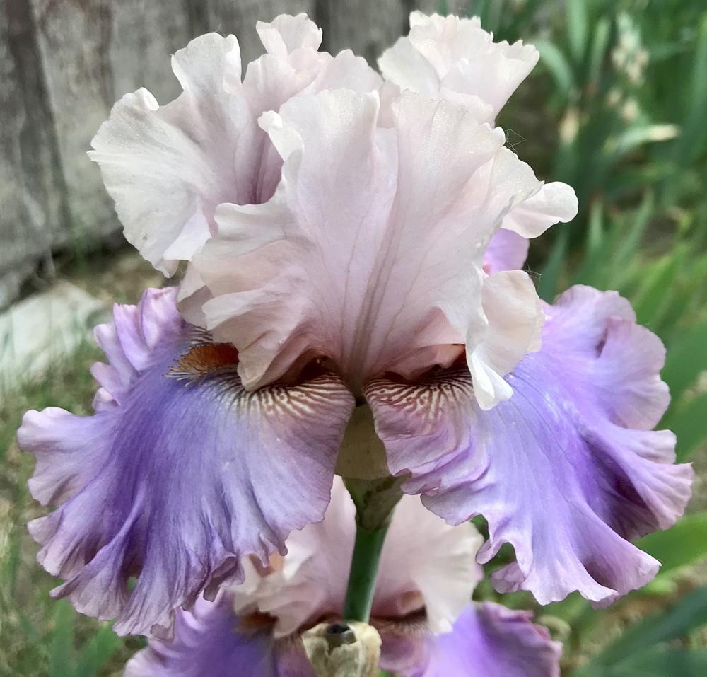Photo of the bloom of Tall Bearded Iris (Iris 'Dance a Dance') posted ...