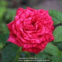 Rose (Rosa 'Red Intuition') in the Roses Database - Garden.org