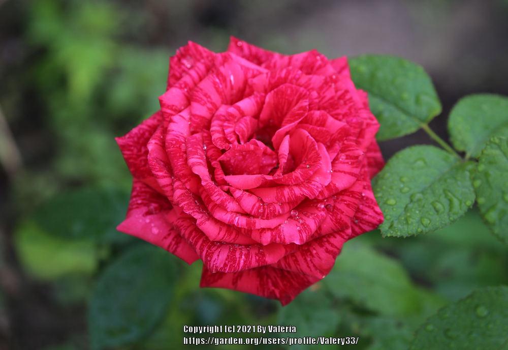 Photo of the bloom of Rose (Rosa 'Red Intuition') posted by Valery33 ...
