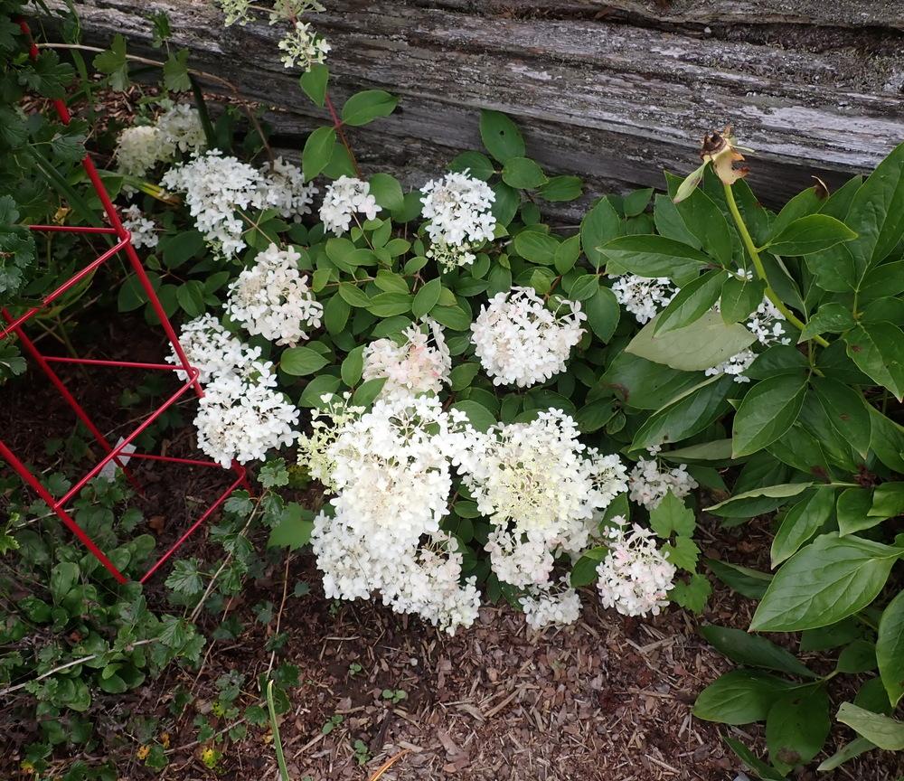 Panicle Hydrangea (Hydrangea paniculata 'Little Lamb') in the ...