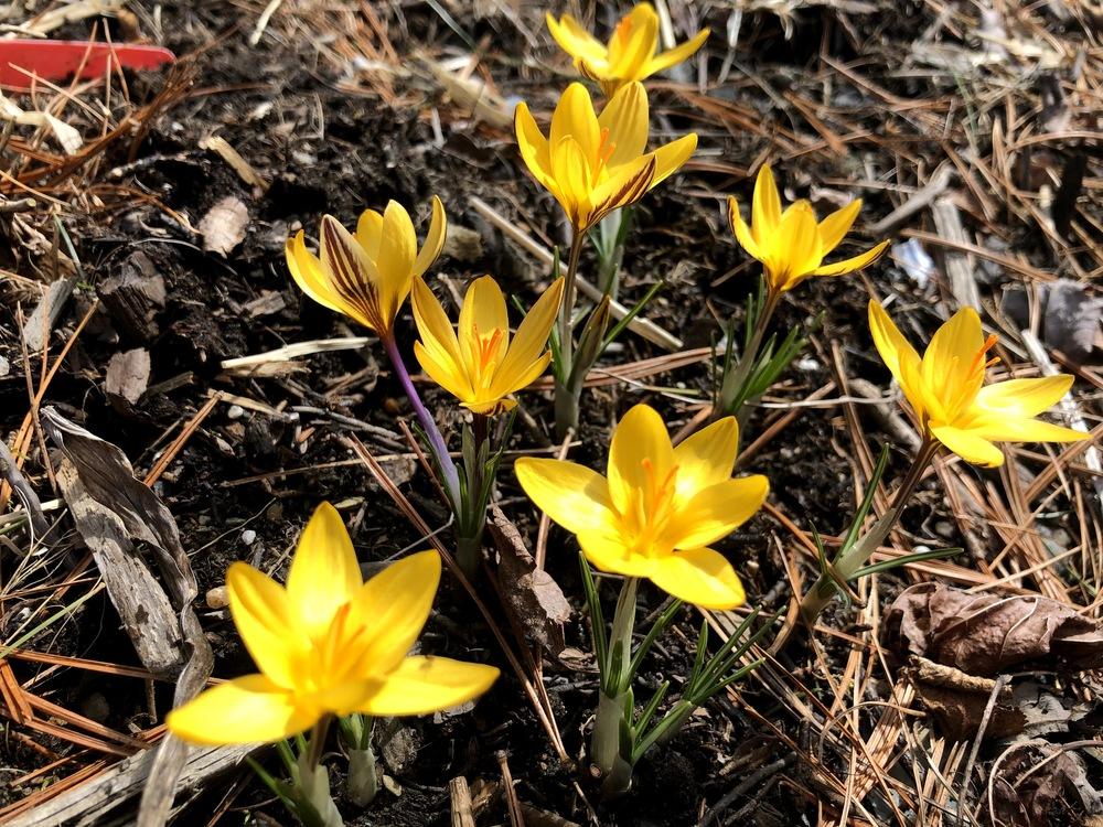 Crocus (Crocus chrysanthus 'Early Gold') in the Crocus Database ...