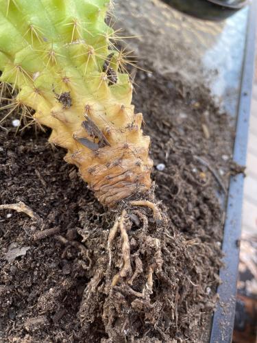 Help!! Cactus root rot? in the Cactus and Succulents forum - Garden.org