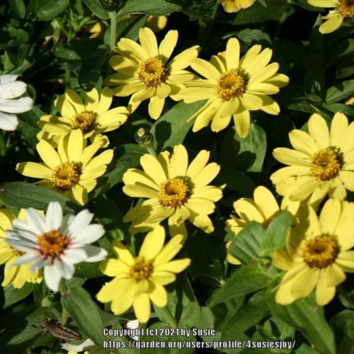 Zinnia 'Raspberry Lemonade Mix' - Garden.org