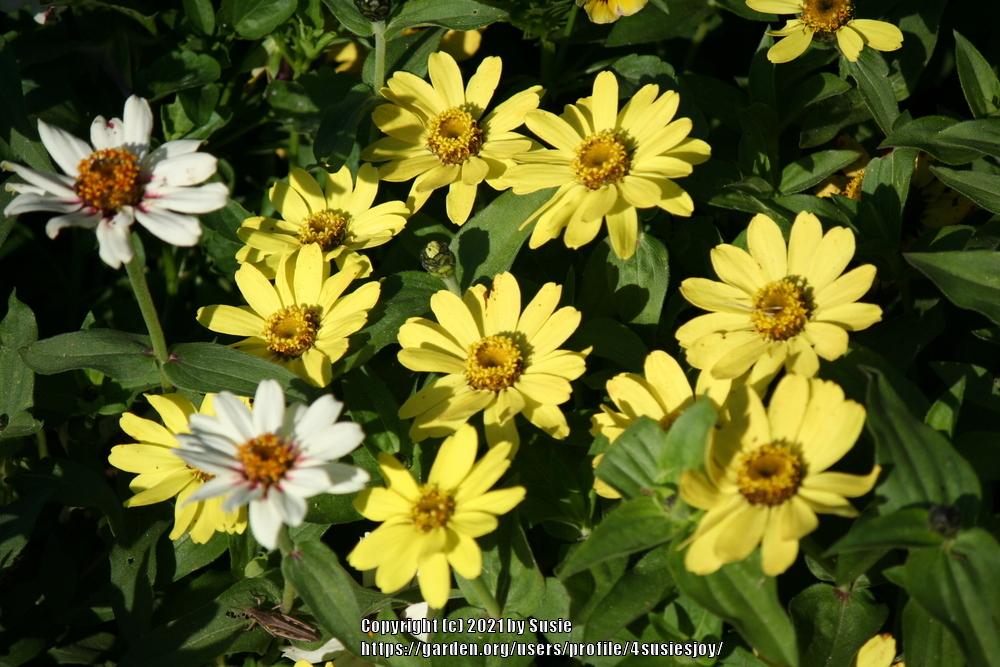 Zinnia 'Raspberry Lemonade Mix' - Garden.org